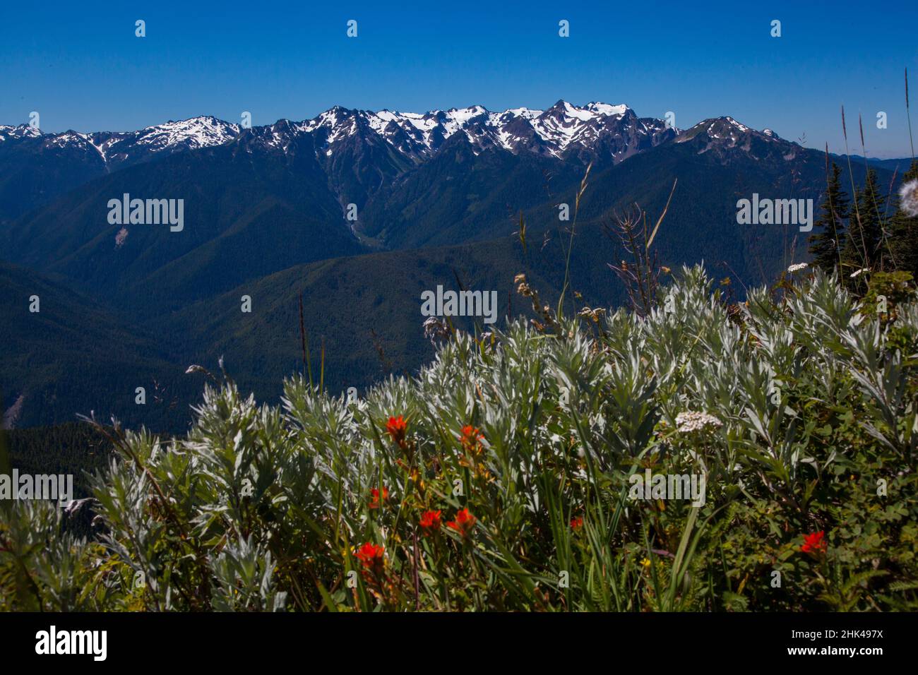 Hiker enjoying the view of the Olympic mountain range seen in Olympic ...