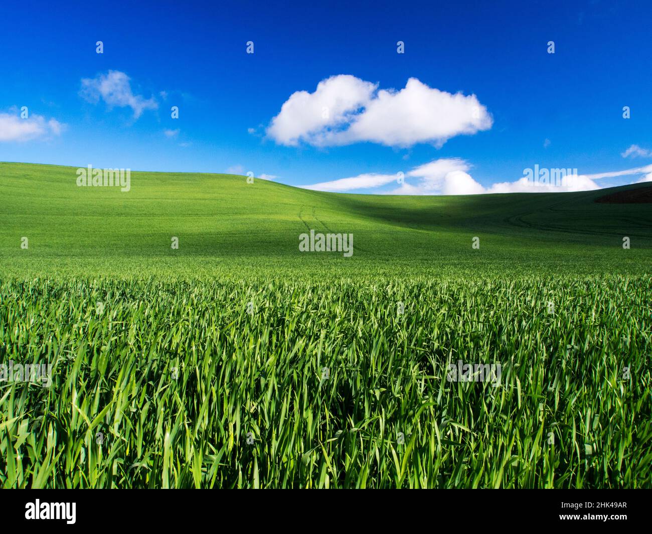 North America;USA;Washington;Palouse Country;Spring Wheat Field and ...