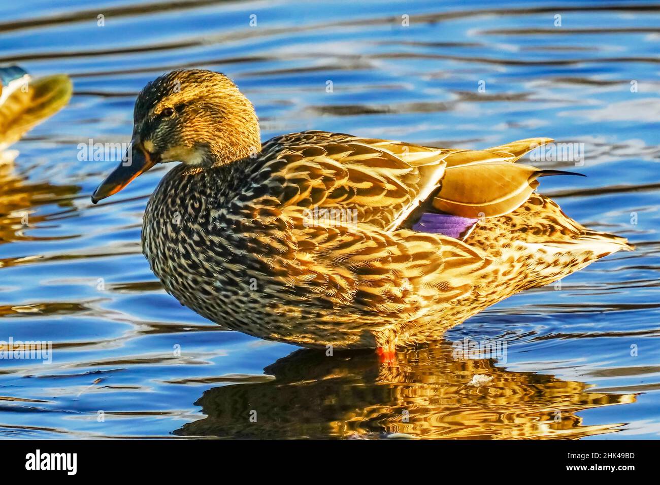 Female mallard duck, Juanita Bay Park, Kirkland Washington State Stock ...