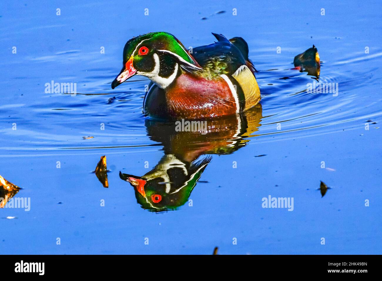 Male Carolina duck, Juanita Bay Park, Kirkland, Washington State Stock ...