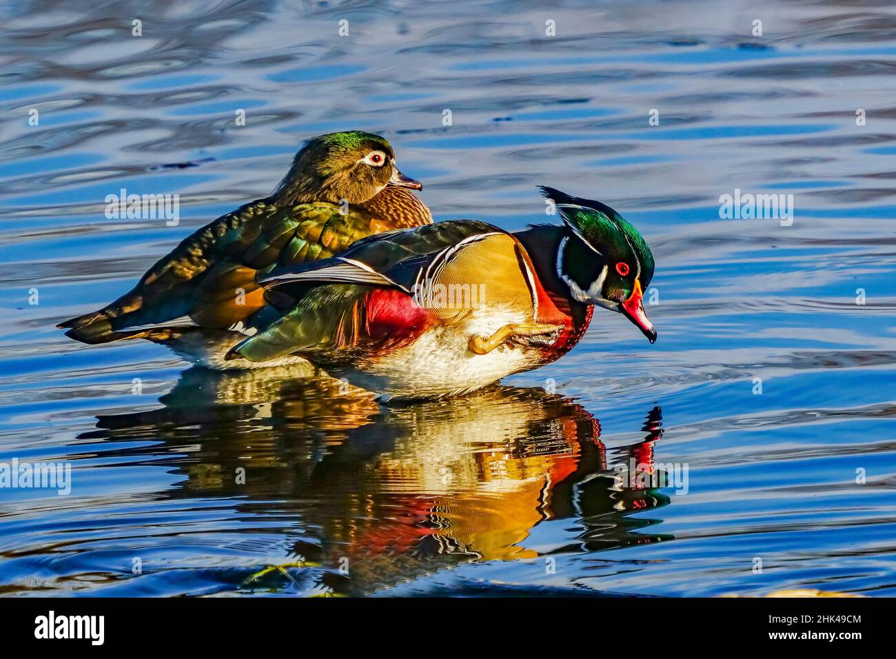 Male Carolina duck, Juanita Bay Park, Kirkland, Washington State Stock ...