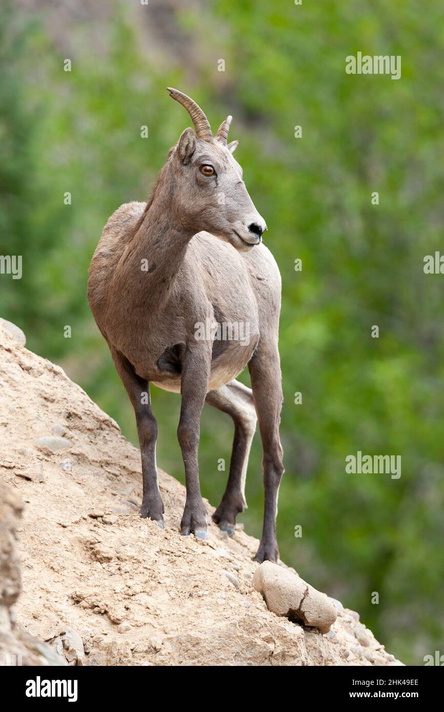 Yellowstone National Park, female bighorn sheep looking down from a ...