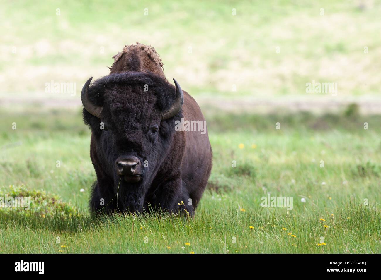 Yellowstone National Park a big bull bison standing among lush green ...