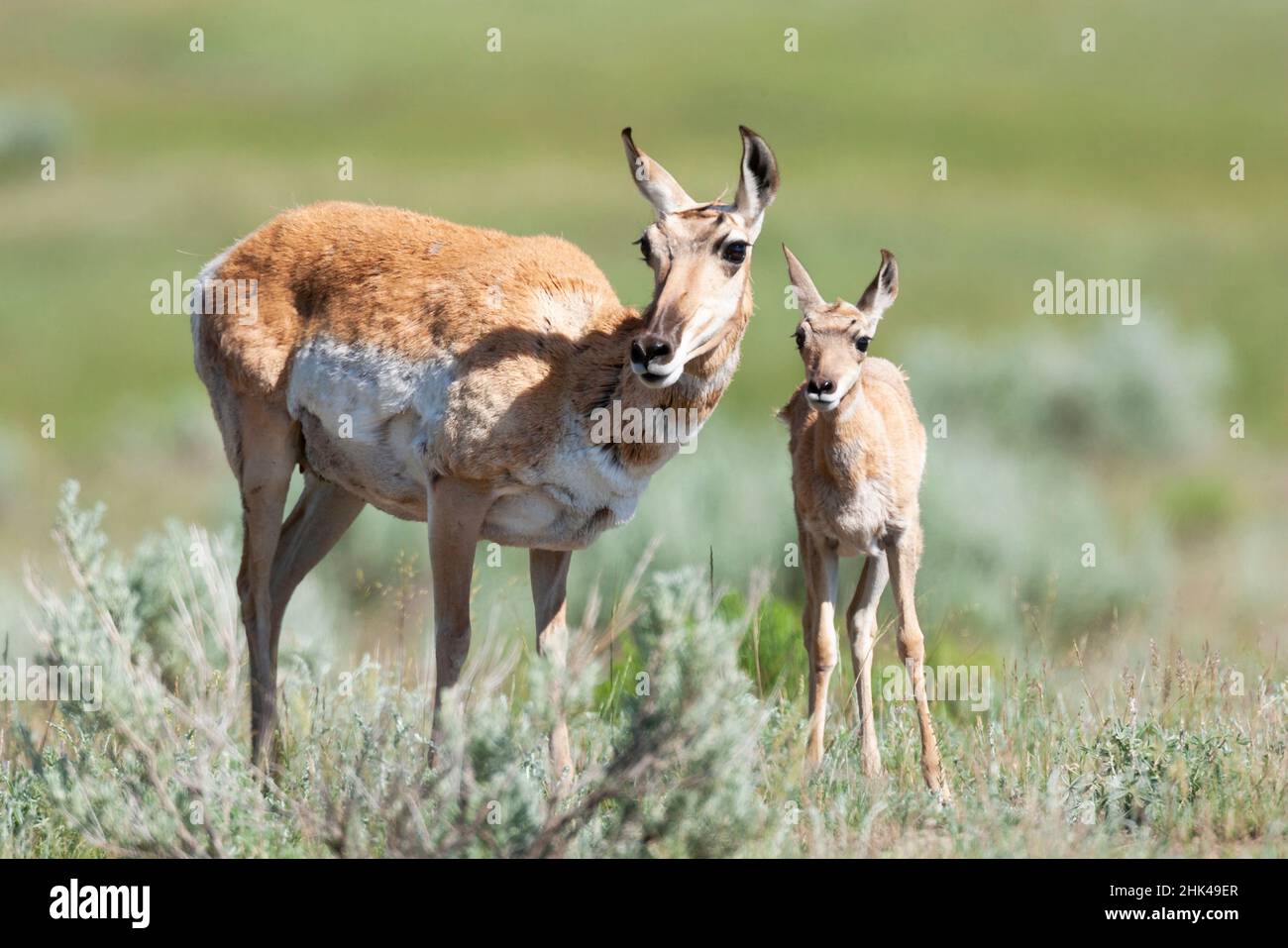 Yellowstone National Park, female pronghorn antelope standing next to ...
