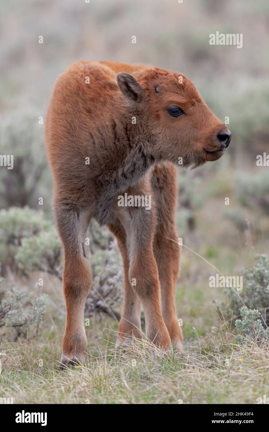 Yellowstone National Park. Portrait of a baby American bison in its ...