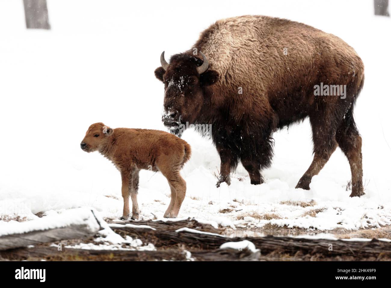 Yellowstone National Park. A female bison feeds while her new born calf ...