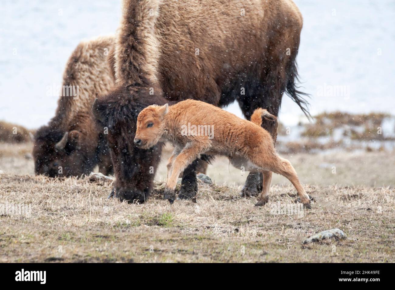 Yellowstone National Park. American bison calf runs and playing in the ...
