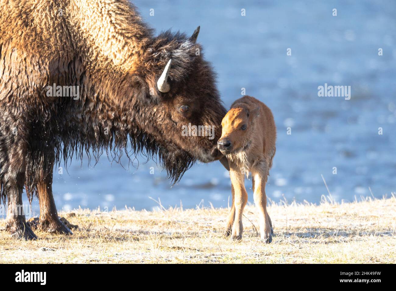 Yellowstone National Park. The newborn bison calf is wet and cold after ...