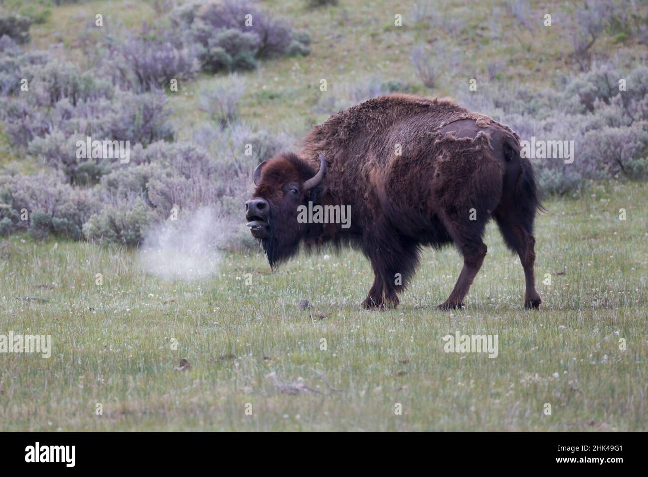 Yellowstone National Park. An American bison cow acts in a frenzied ...