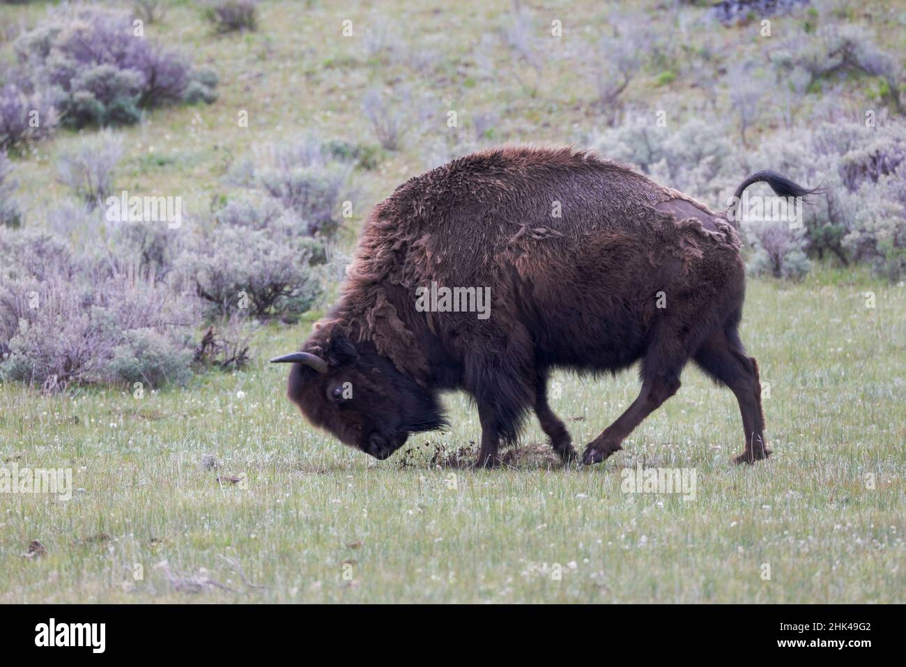 Yellowstone National Park. An American bison cow acts in a frenzied ...