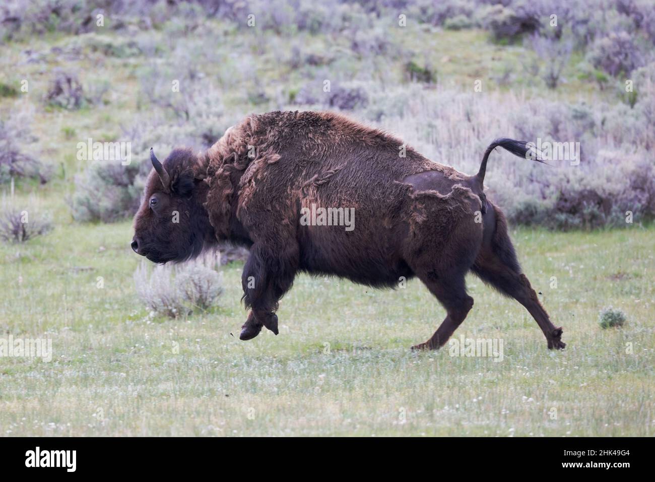 Yellowstone National Park. An American bison cow acts in a frenzied ...