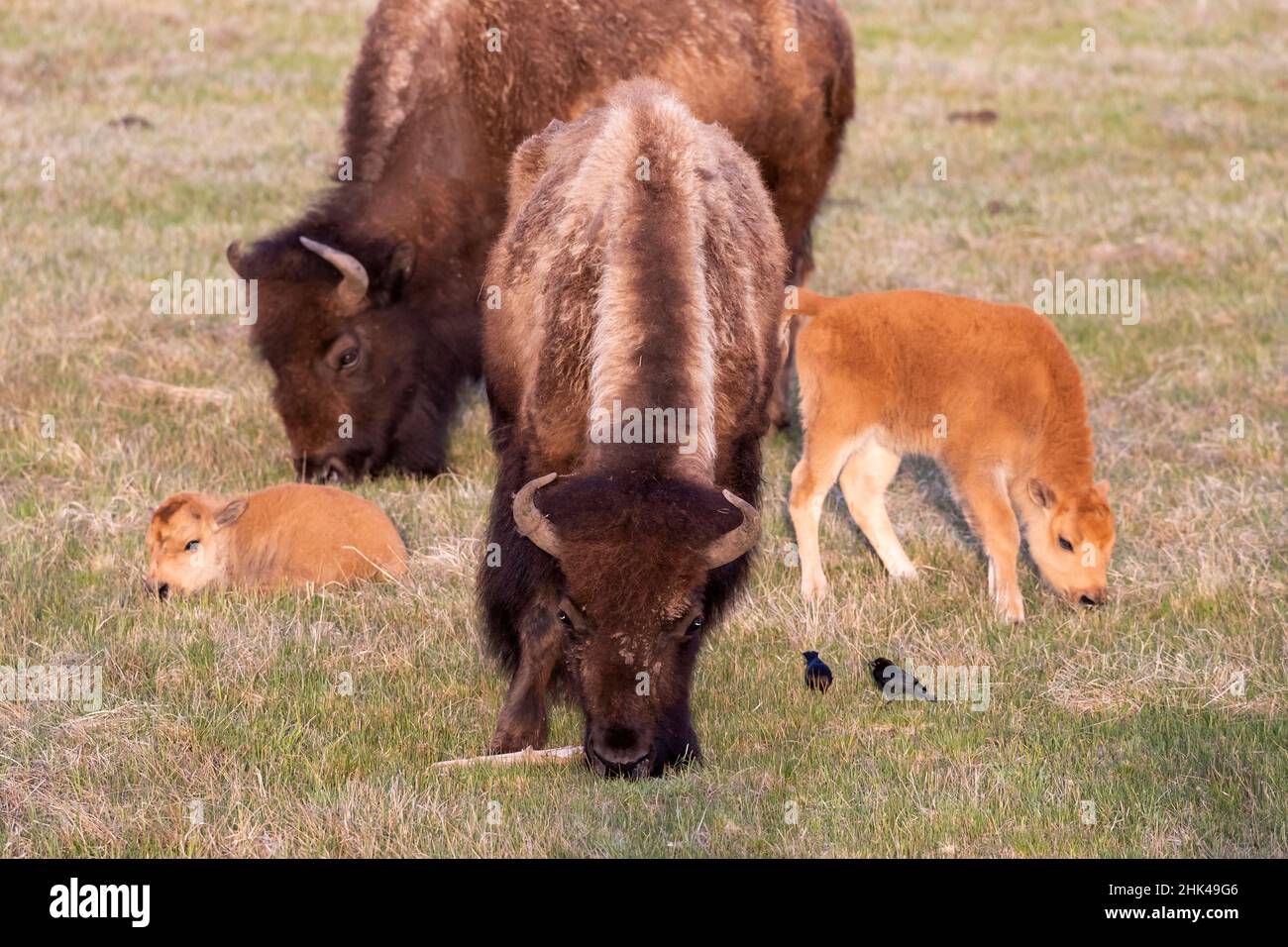 Yellowstone National Park. Two bison cows grazing with their young ...