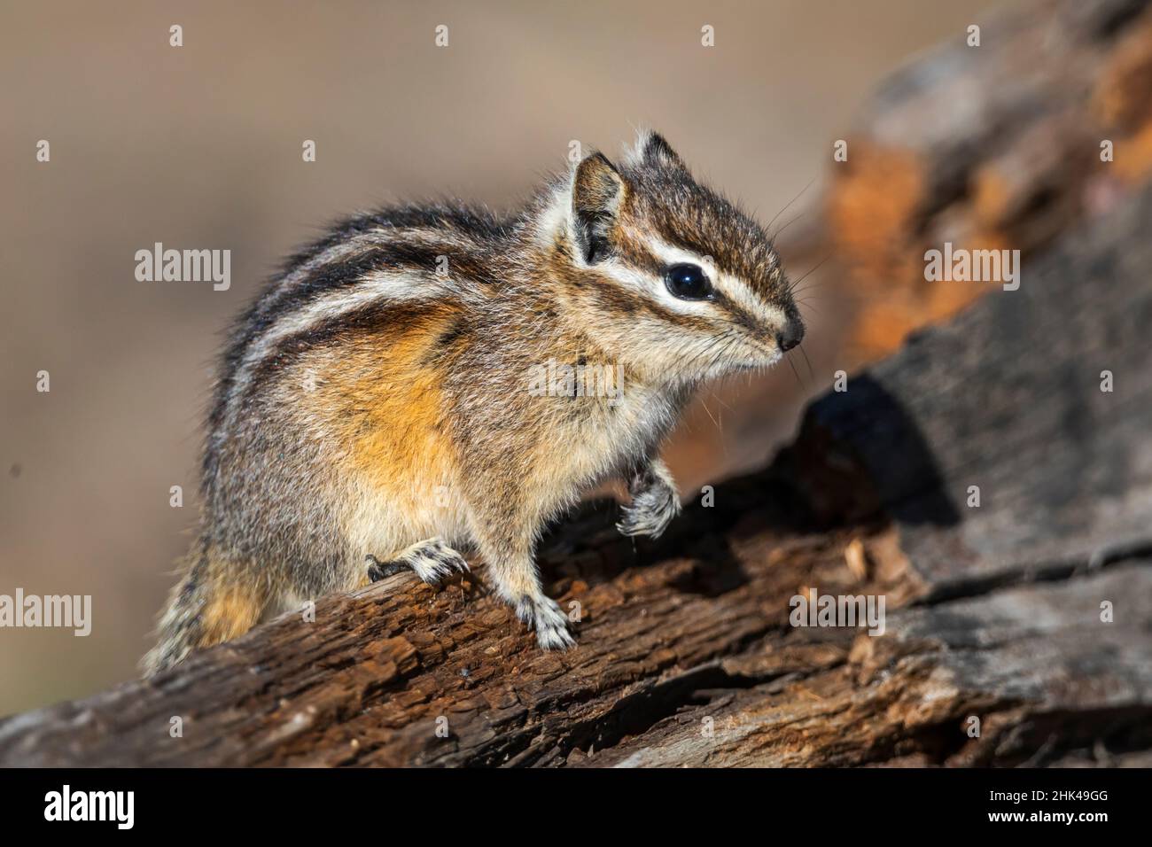 Yellowstone National Park, portrait of a chipmunk Stock Photo - Alamy