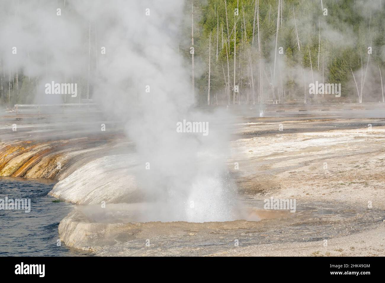 Yellowstone National Park, Biscuit Geyser Basin. Steam rising from the ...