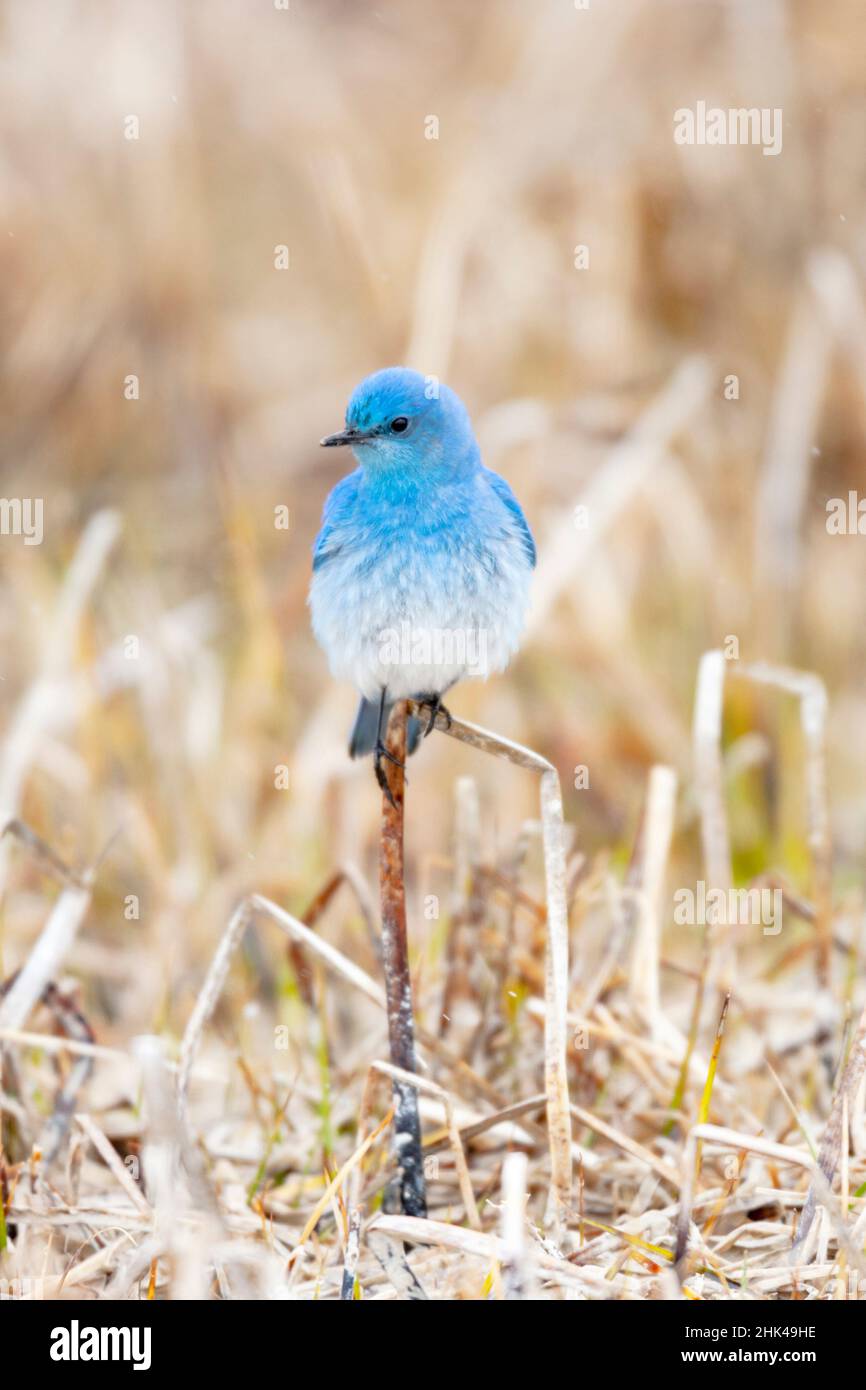 Yellowstone National Park. A bluebird spends time in the dead grasses ...