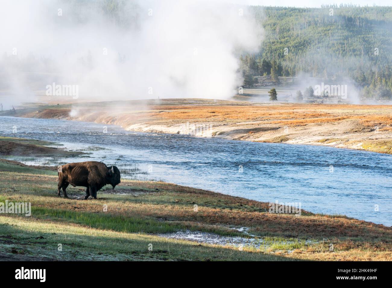 Yellowstone National Park. An American bison bull stands next to the ...
