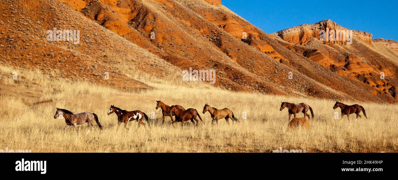Wyoming, Shell, Horses Running, PR Stock Photo - Alamy