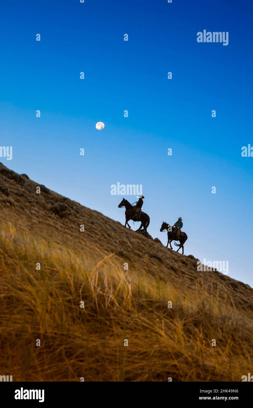 Two wranglers riding horses up a hill with full moon in backround at ...