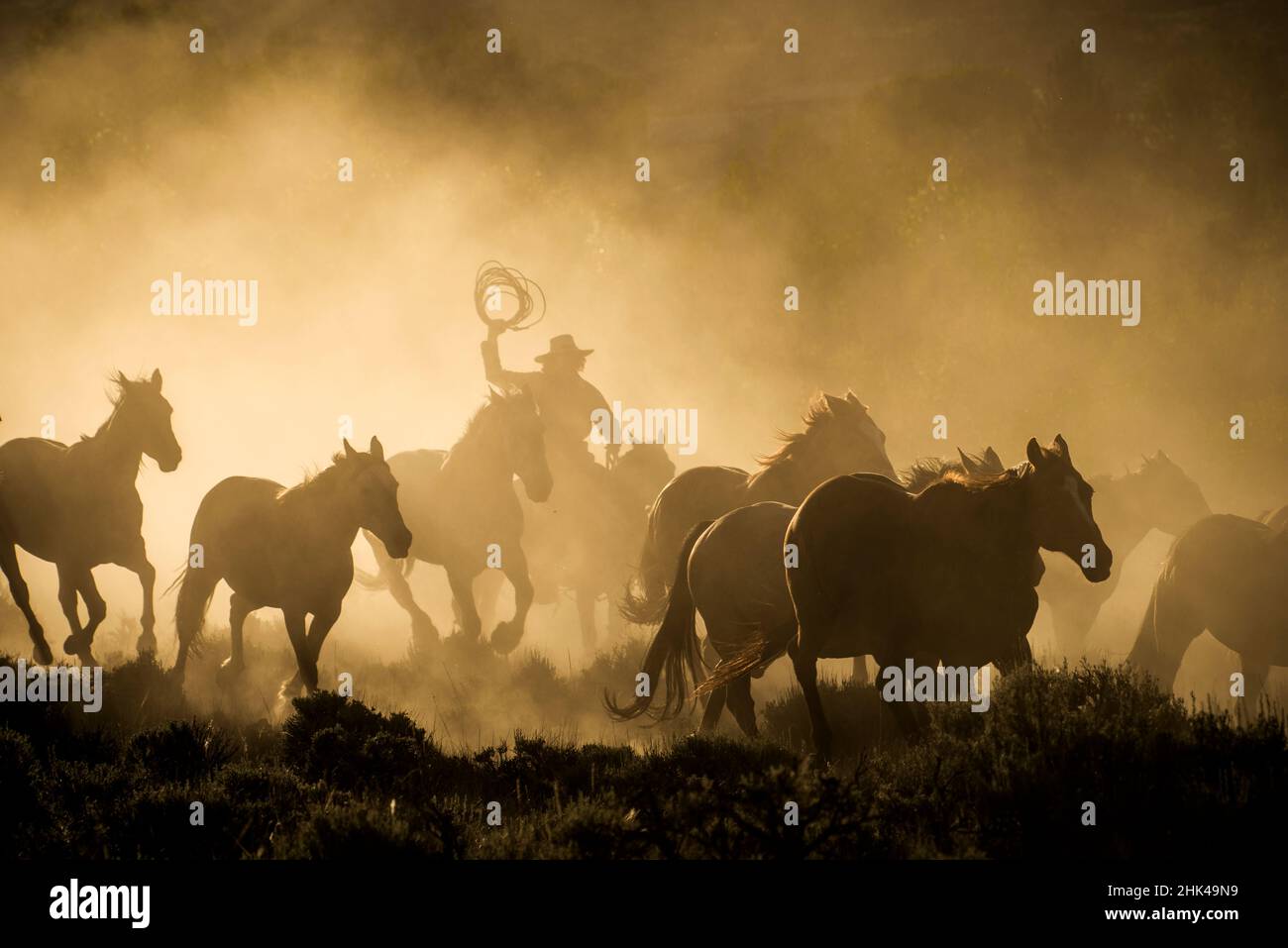 A wrangler herding horses through backlit dustcloud in golden light of ...