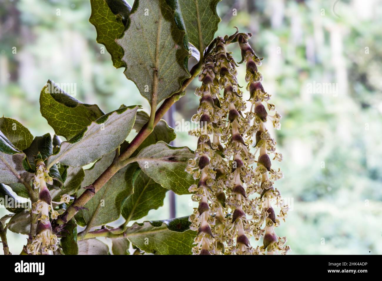 A Garrya Elliptica James Roof or Silk-Tassel Bush, growing in a Country ...