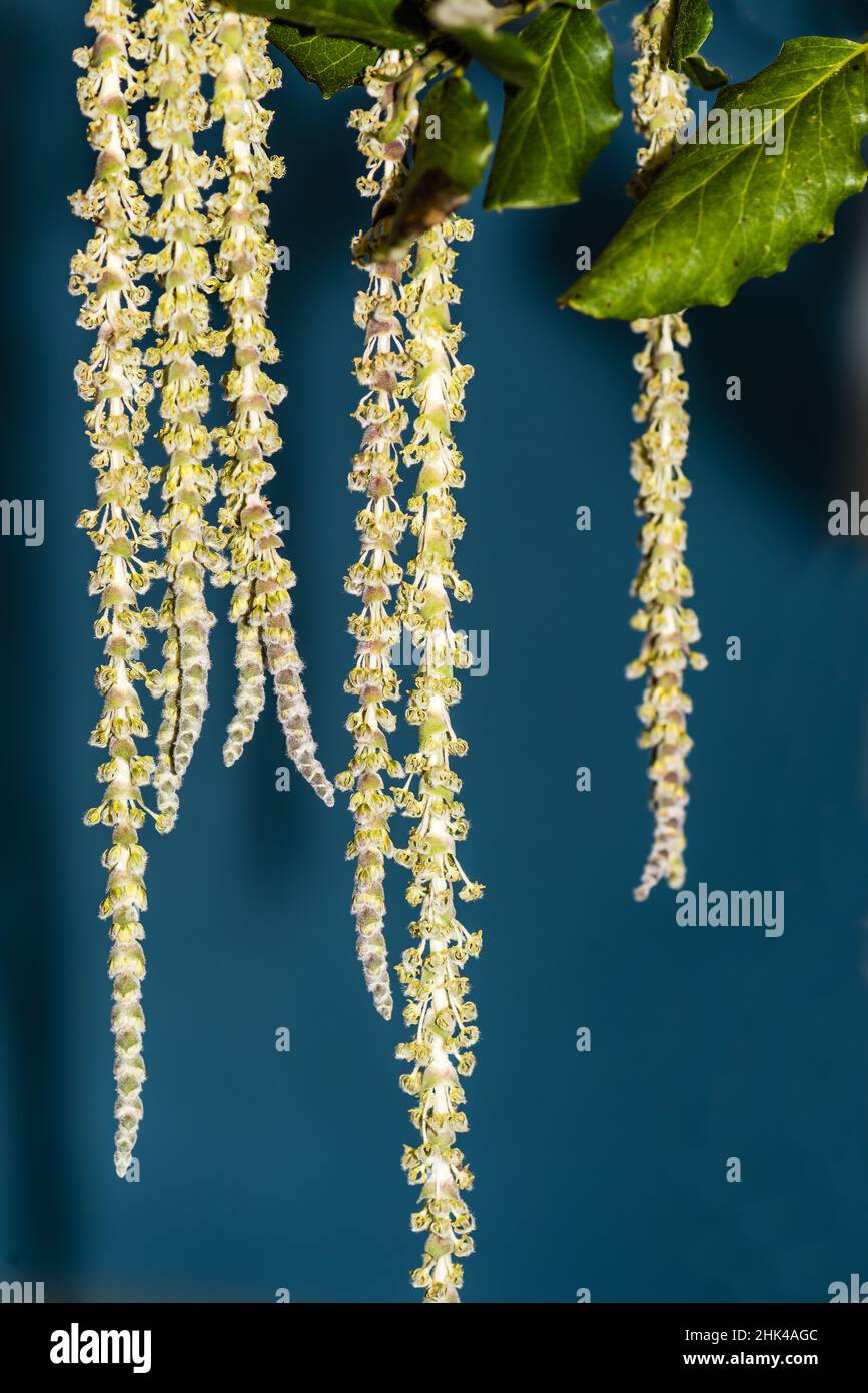 A Garrya Elliptica James Roof or Silk-Tassel Bush, growing in a Country ...