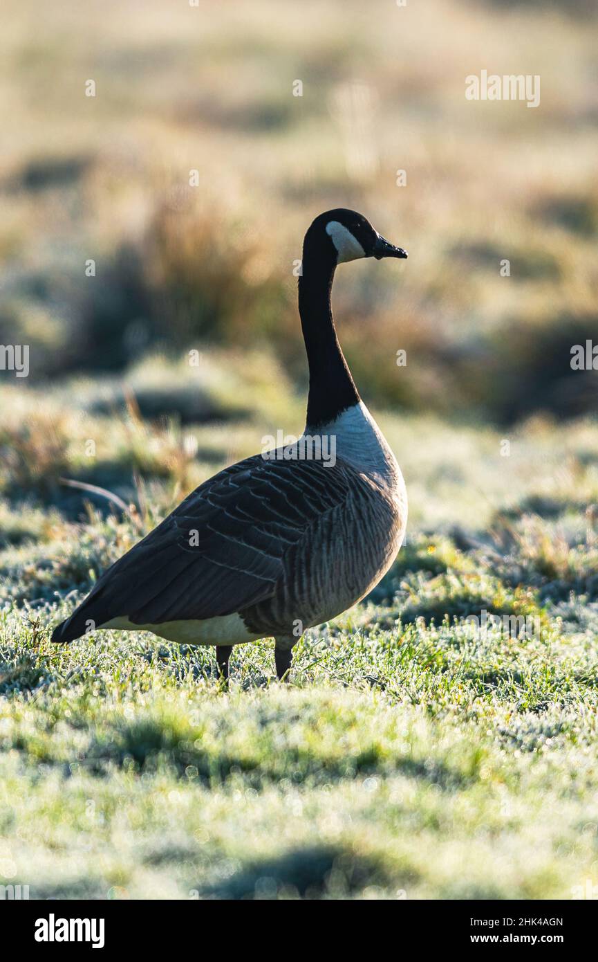 Canada Geese, Canada Goose, Branta Canadensis in environment Stock ...