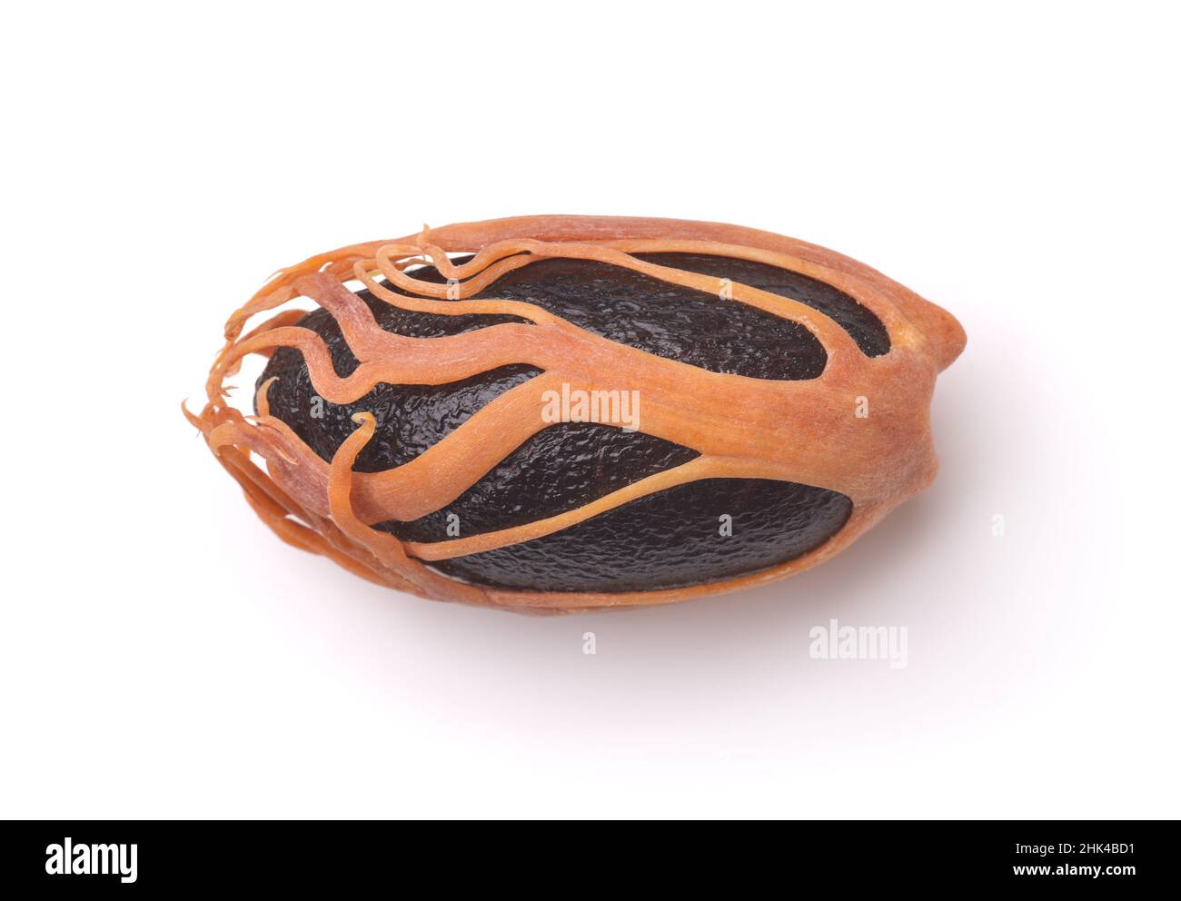 Top view of single nutmeg with mace isolated on white Stock Photo - Alamy