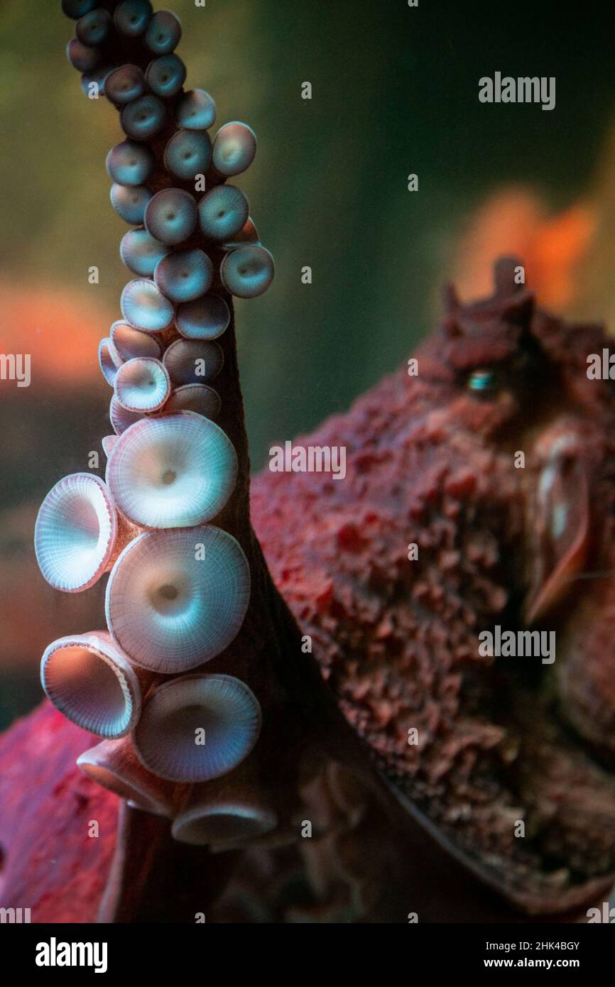 A Giant Pacific Octopus (Enteroctopus dofleini) showing its suckers ...