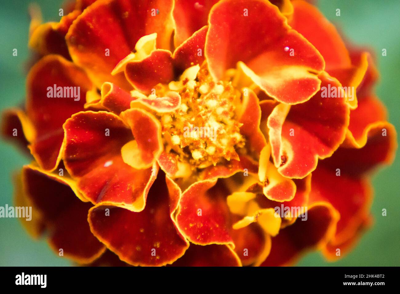 Red Marigold flower in a close shot Stock Photo - Alamy