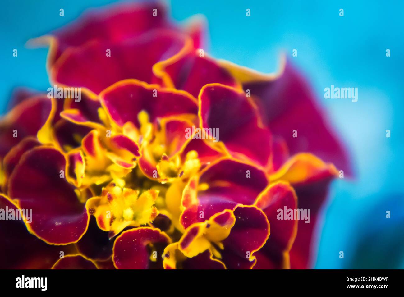 Red Marigold flower in a close shot Stock Photo - Alamy