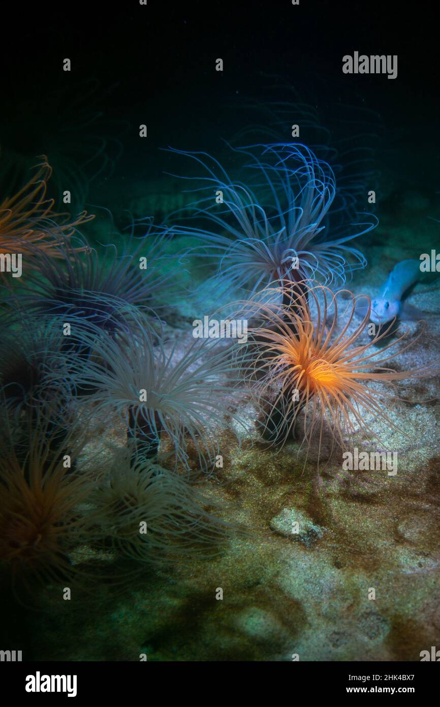 Orange and blue tube dwelling anemones (ceriantharians Stock Photo - Alamy