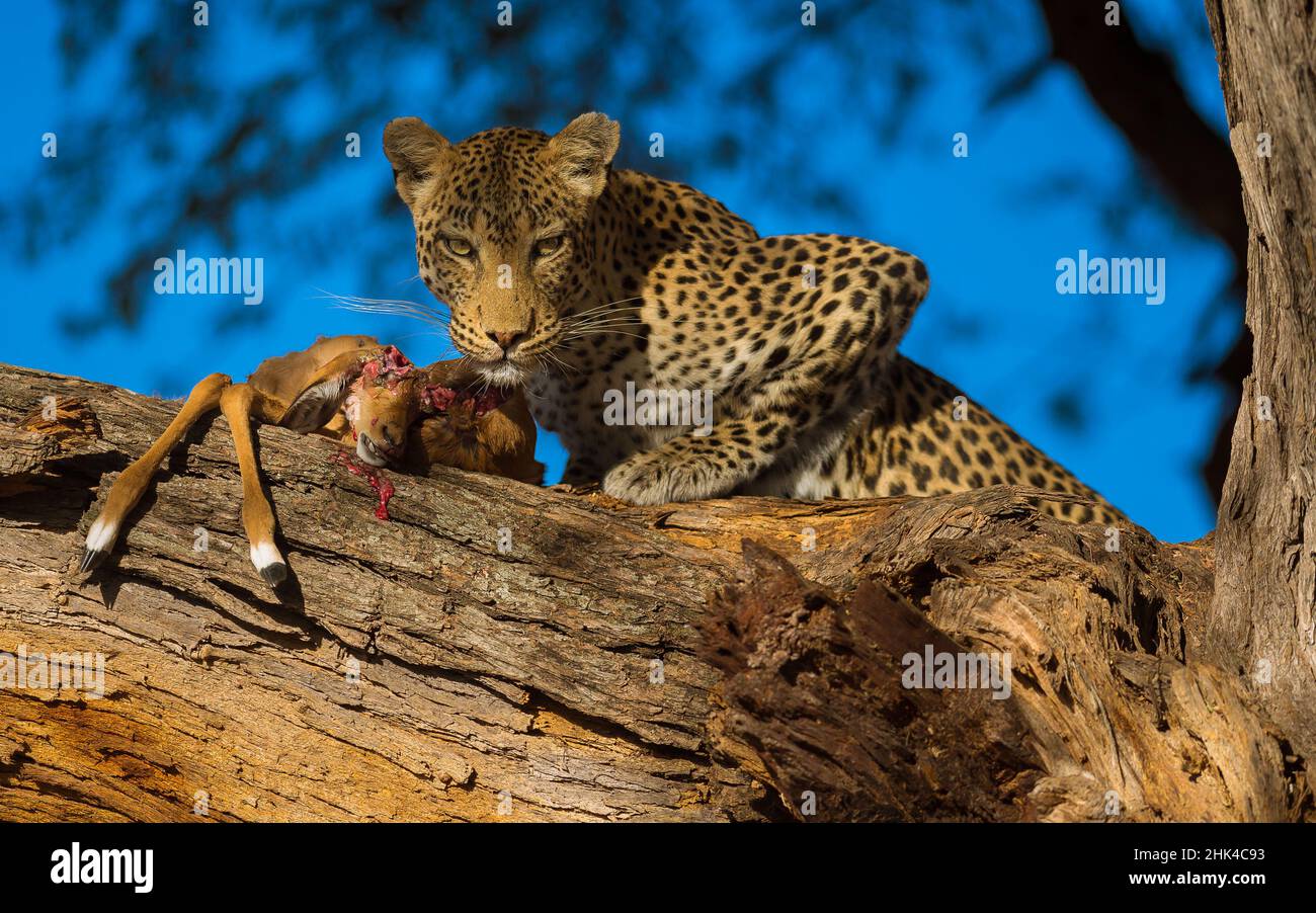 BOTSWANA: The leopard looks on as it munches down on its impala prey ...