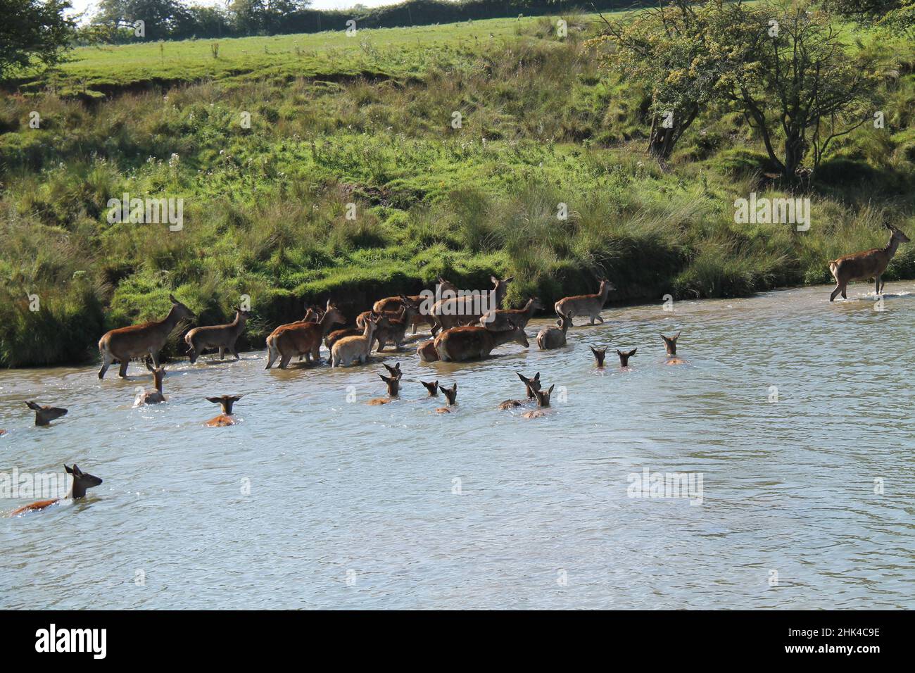 Deer swimming hi-res stock photography and images - Alamy