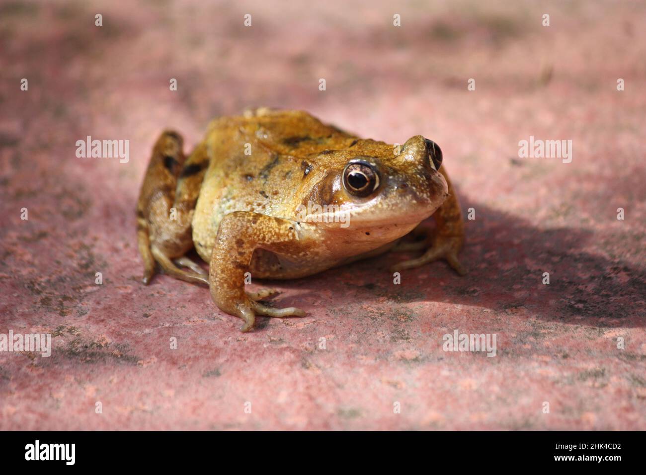 Lovely reptile hi-res stock photography and images - Alamy