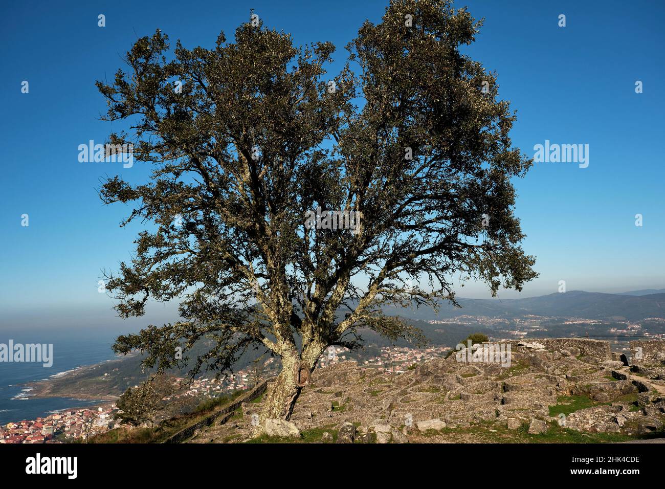 Old cork oak tree in Castro de Santa Trega, A Guarda, Galicia, Spain ...