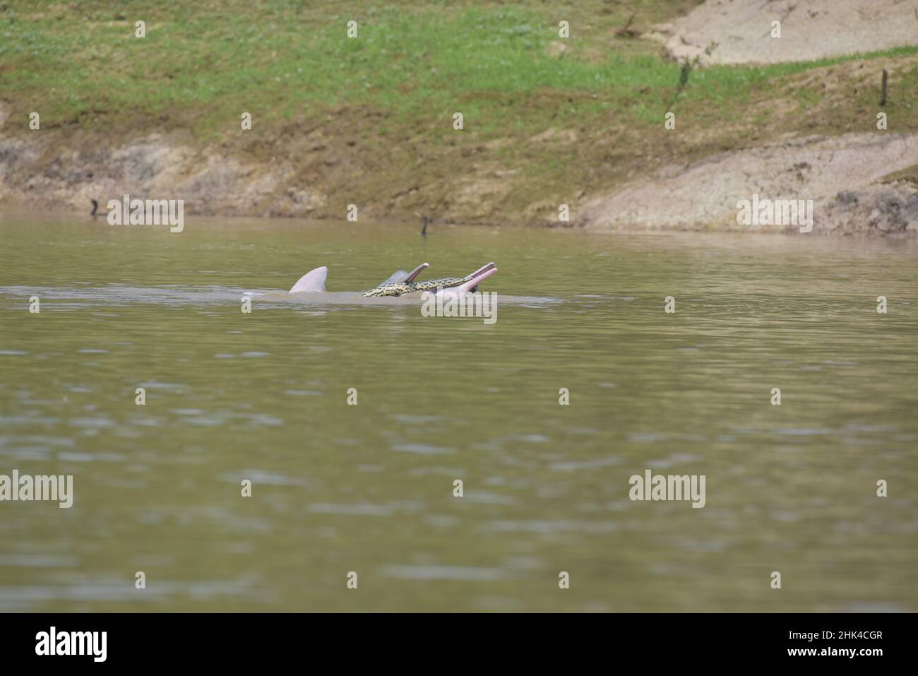 A snake being eaten by two dolphins. TIJAMUCHI RIVER, BOLIVIA: THESE ...