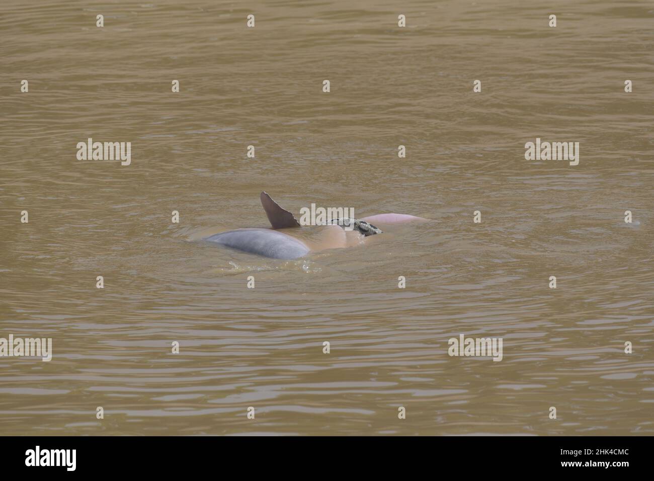 The dolphins cheerfully dragging the doomed snake underwater. TIJAMUCHI ...