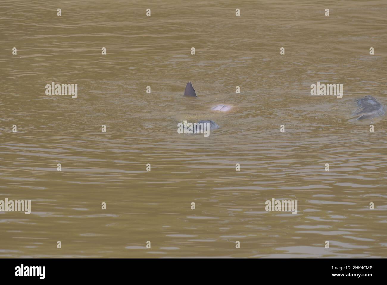 The dolphins and snakes disappear underwater. TIJAMUCHI RIVER, BOLIVIA ...