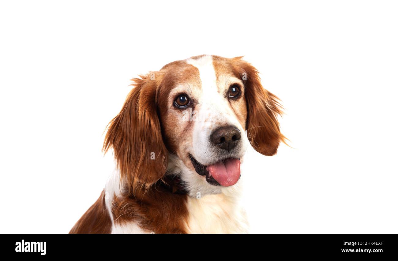 Beautiful portrait of a dog isolated on a white background Stock Photo ...