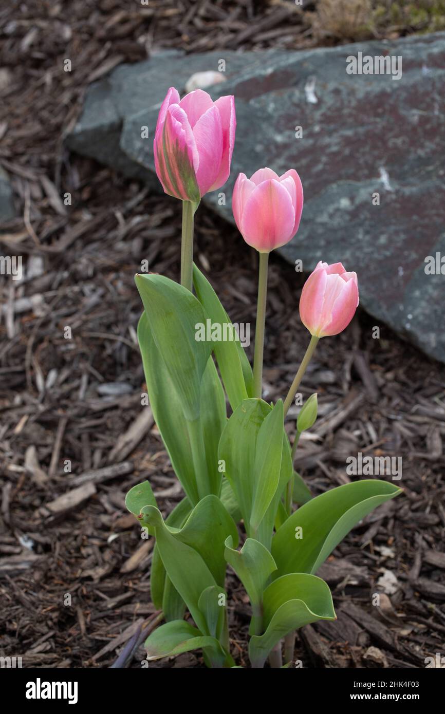 Group of three pink tulips with a rock behind Stock Photo - Alamy