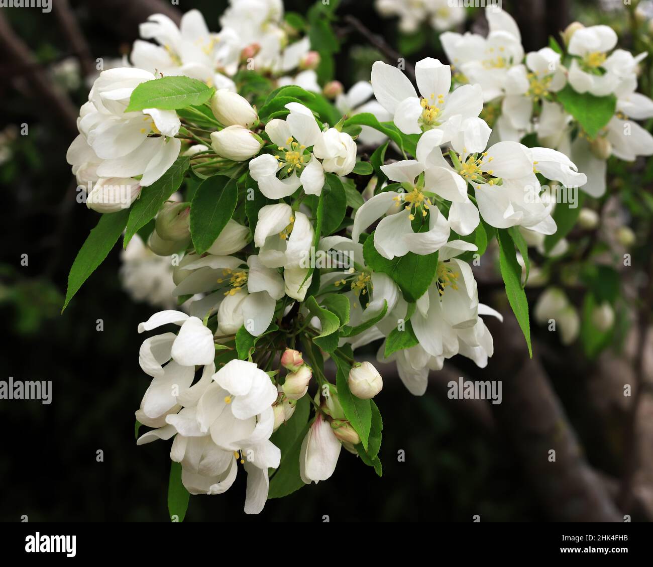 White flowering crabapple blossoms on a branch of a tree blooming in ...