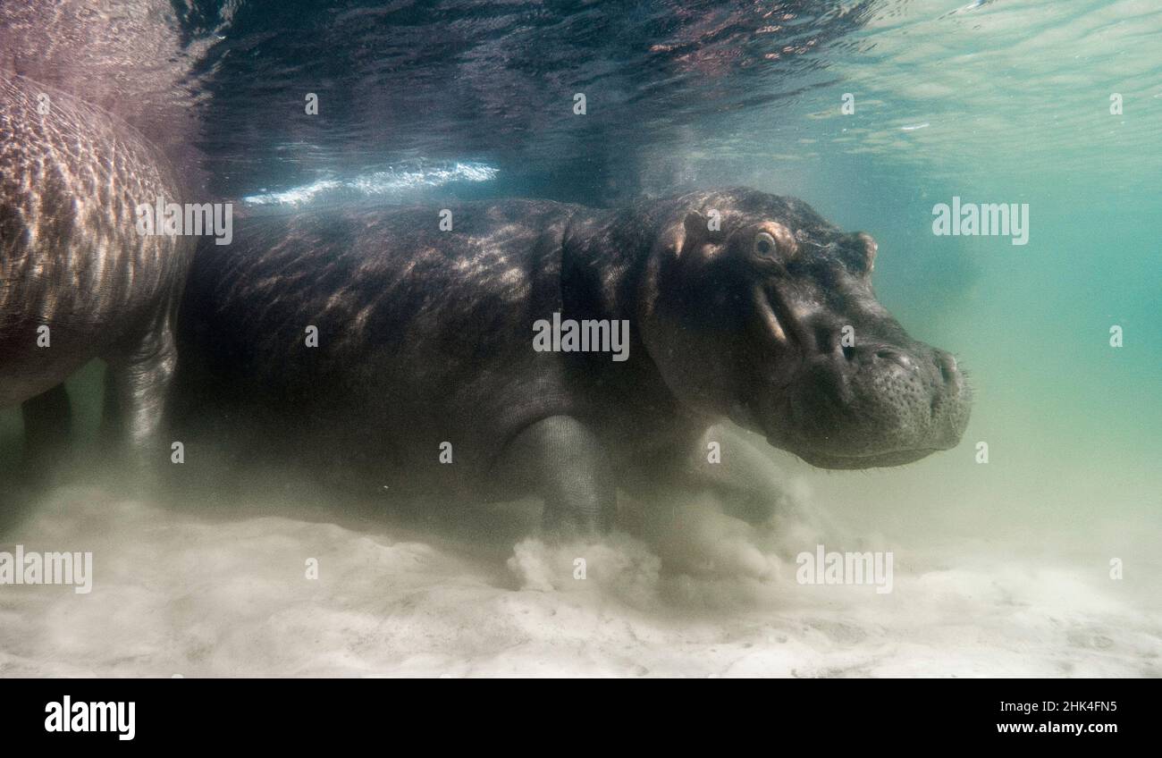 Hippo kicking up sand underwater. KOSY BAY LAKE, SOUTH AFRICA ...