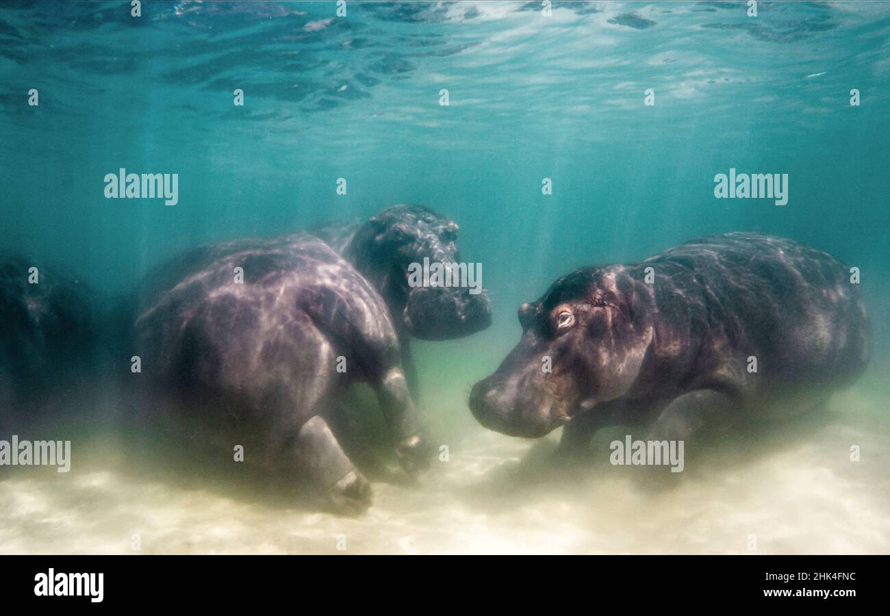 Two hippos chasing each other in circles. playing underwater have been ...