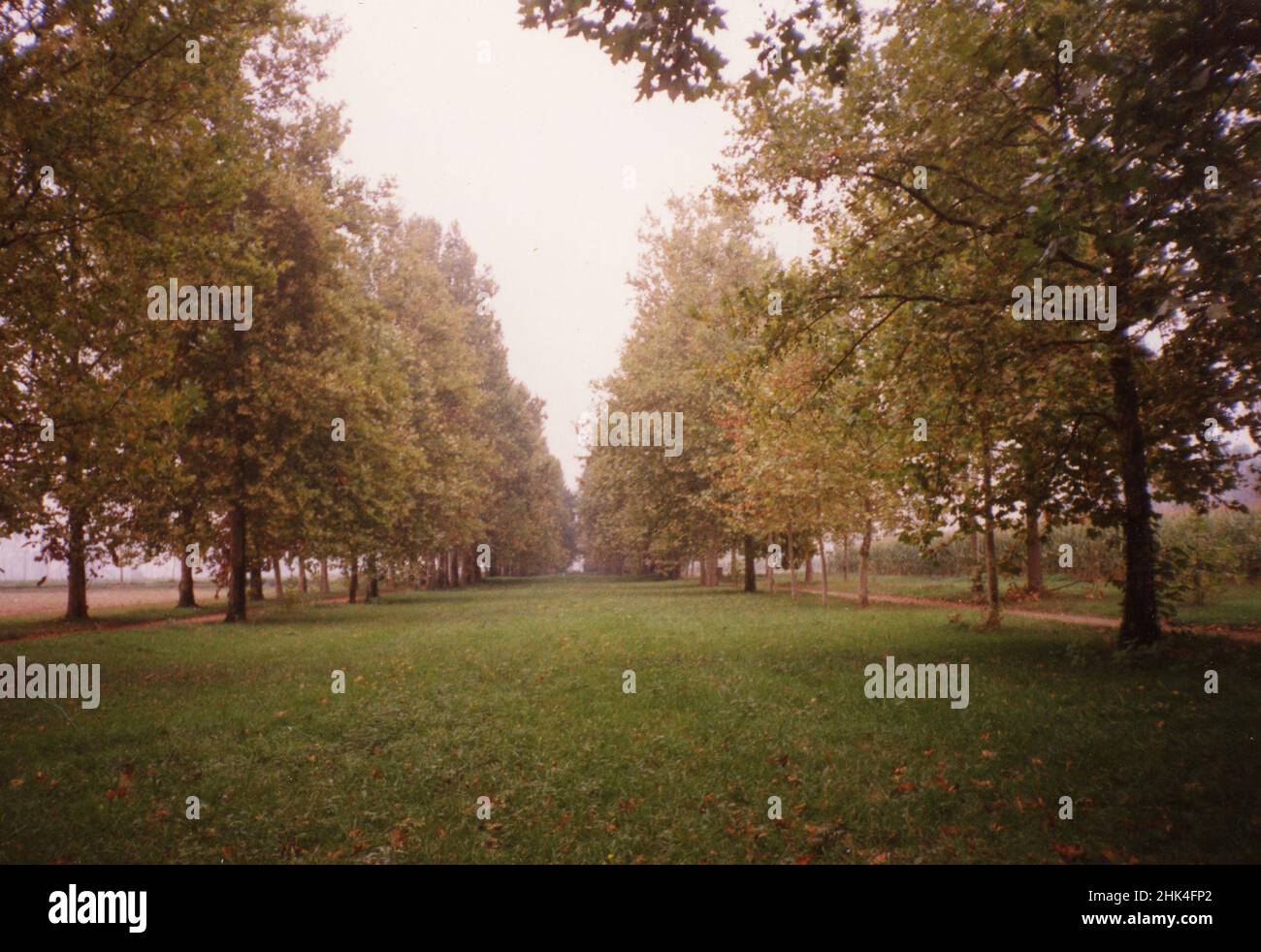 Forest paths, Belgioioso Castle, Italy 1980s Stock Photo - Alamy