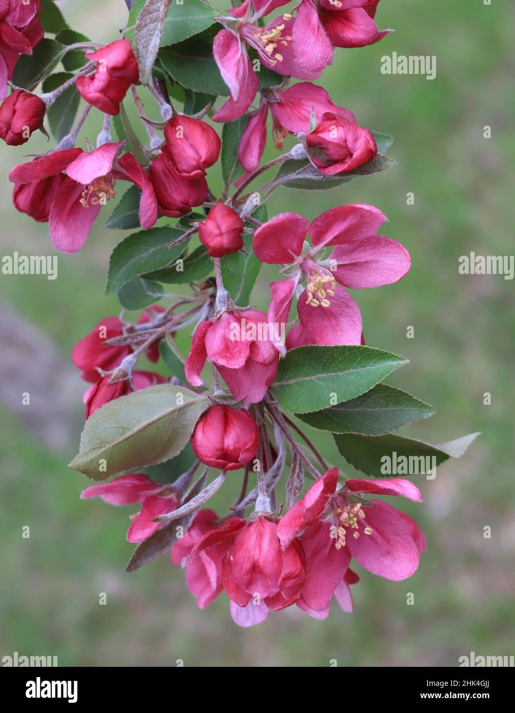 Pretty pink crabapple blossoms on a branch of a crabapple tree Stock ...