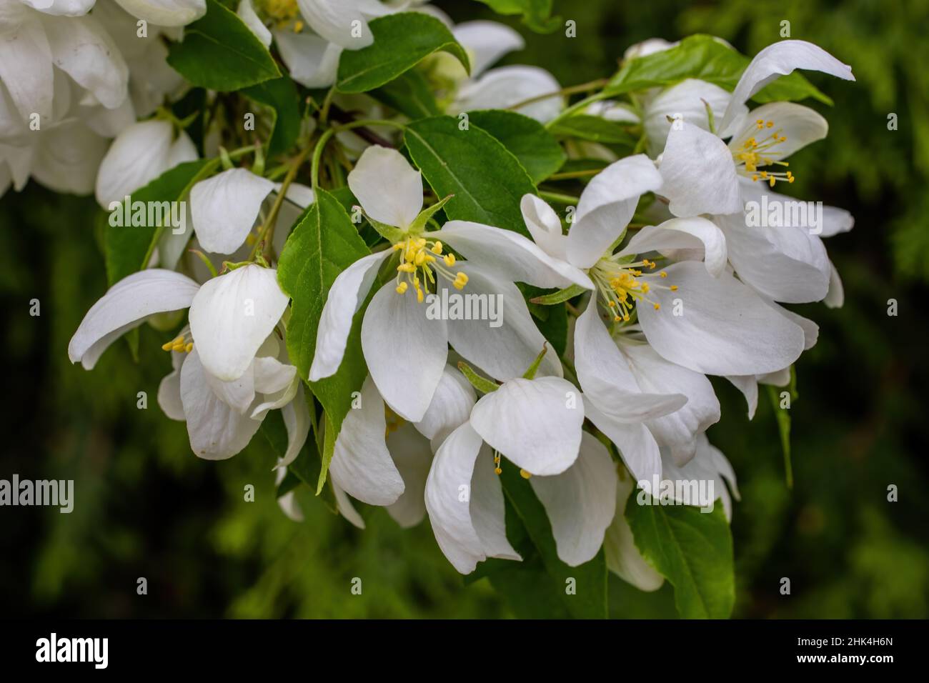 White flowering crabapple blossoms on a branch of a tree blooming in ...