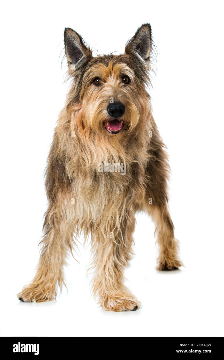 Berger de picardie standing isolated on white Stock Photo - Alamy
