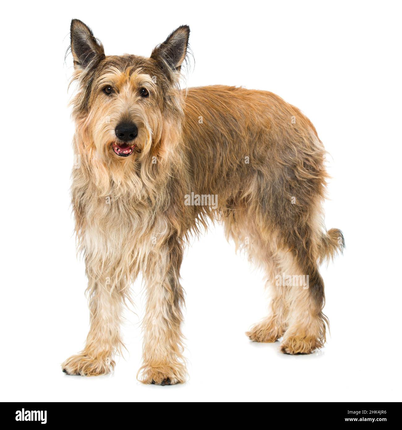 Berger de picardie standing isolated on white Stock Photo - Alamy