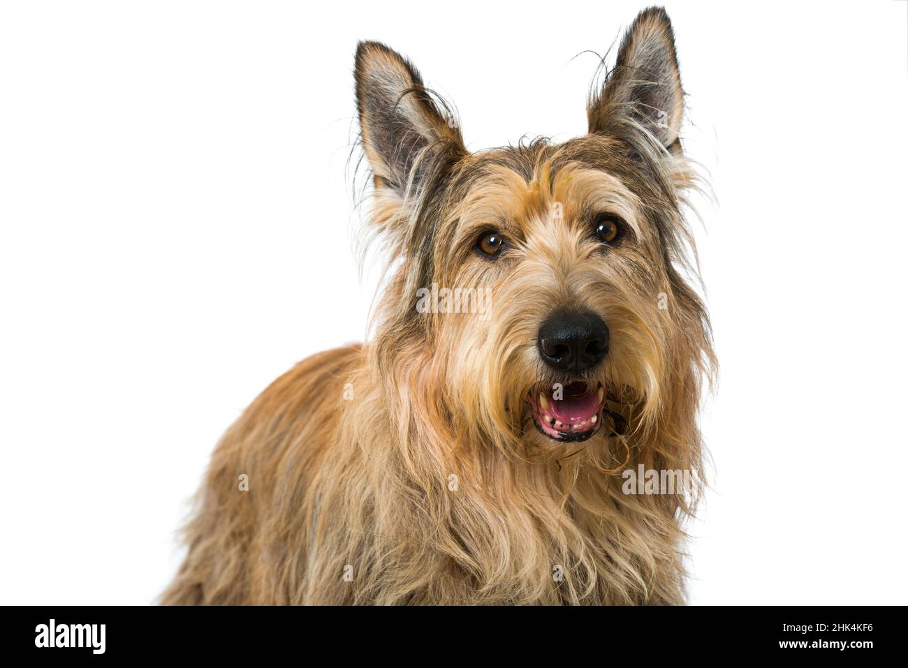 Berger de picardie standing isolated on white Stock Photo - Alamy