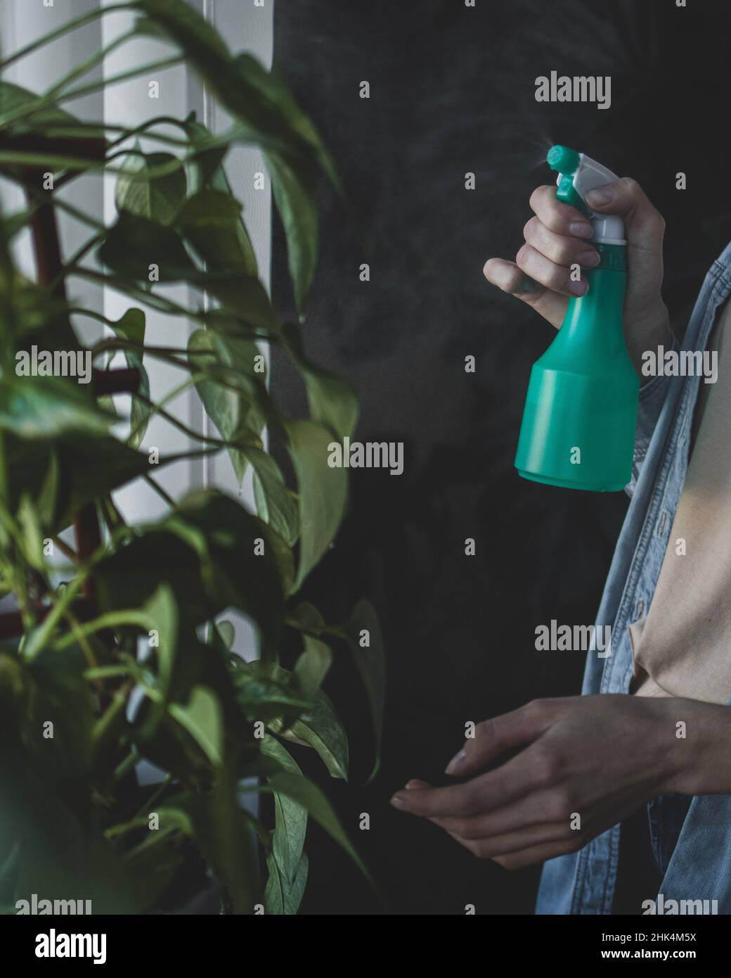 Spraying house plants spray hi-res stock photography and images - Alamy